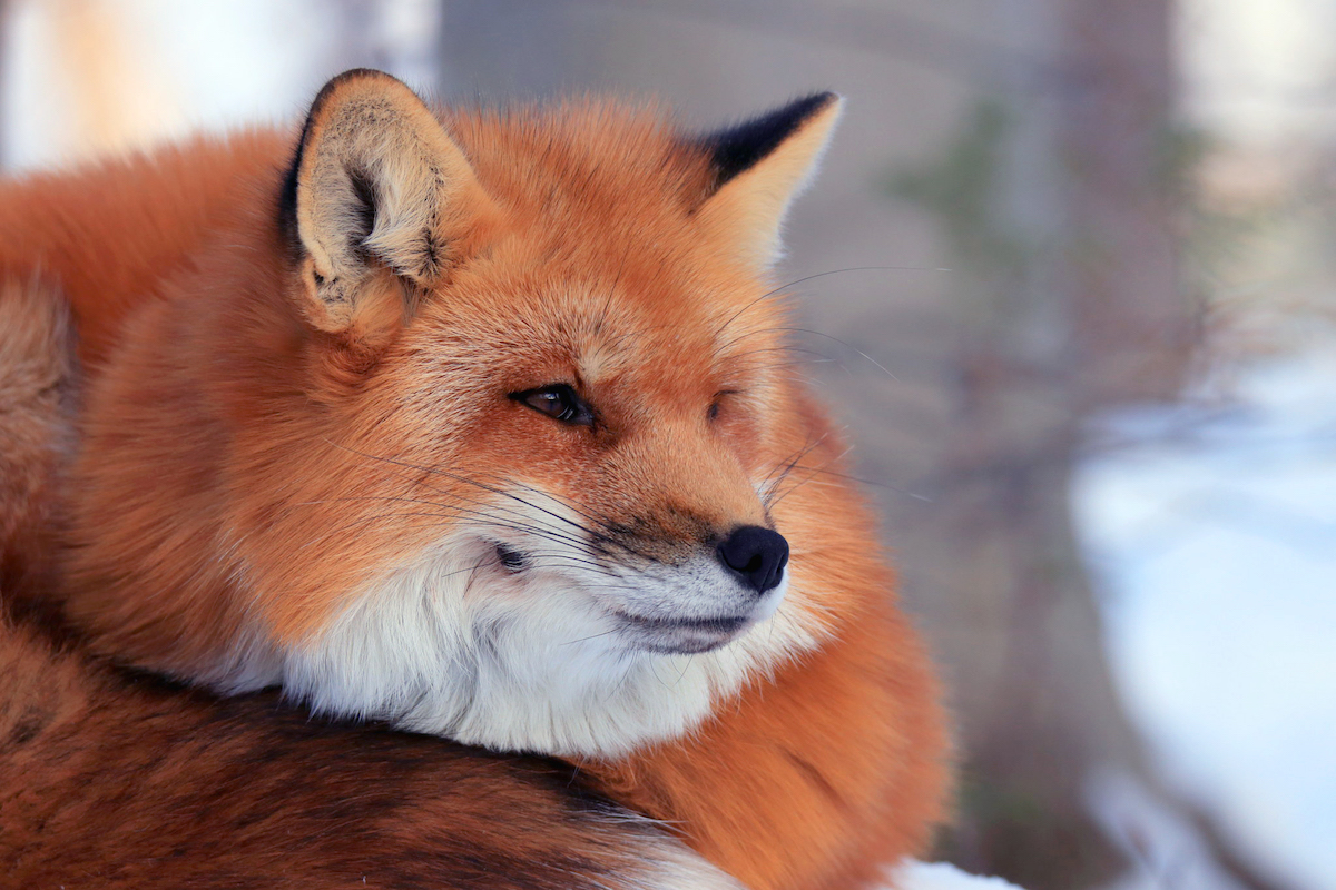 zoo-refuge-animaux-familizoo-renard-roux | Familizoo