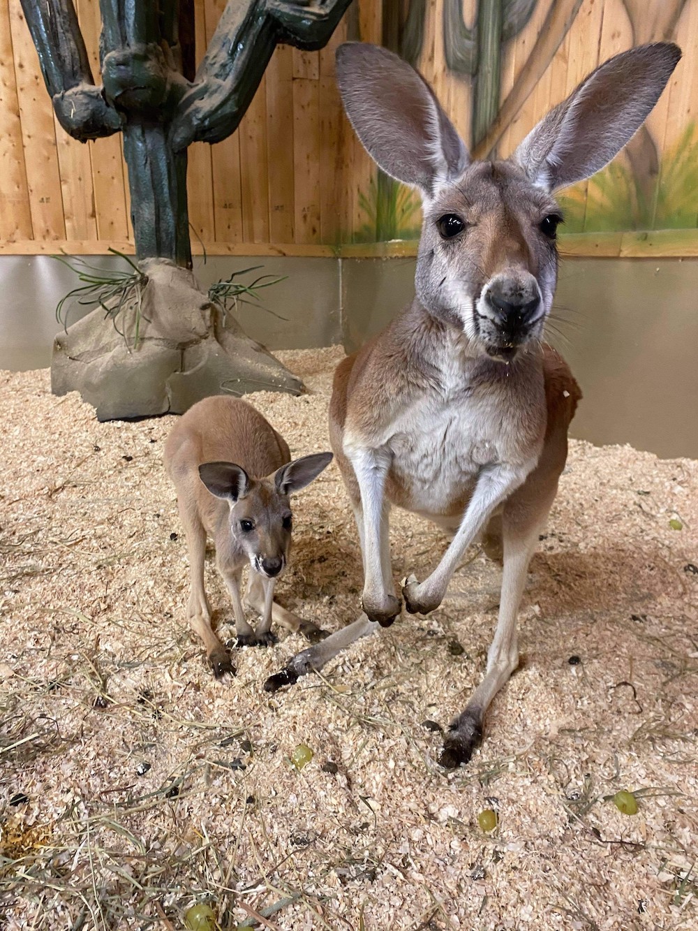 Familizoo Prices | Familizoo